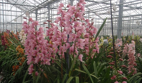 12 φυτά που δίνουν θετική ενέργεια στο σπίτι...